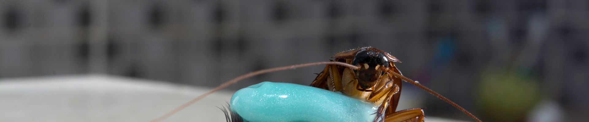 Cockroach Identification | Wise / Chem Safe Pest Control - GC
