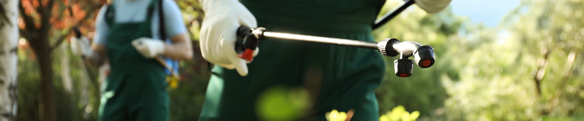 Bees, Wasps & Yellow Jackets | Commercial Pest Control in Humble