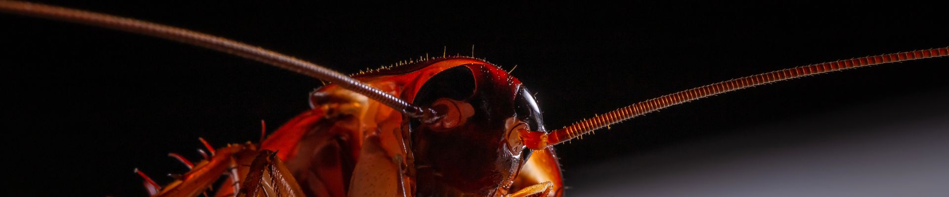 Centipedes & Millipedes | Residential Pest Control in Humble