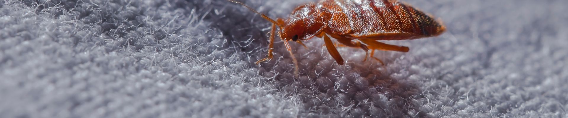 Bed Bug Identification | Wise / Chem Safe Pest Control - GC